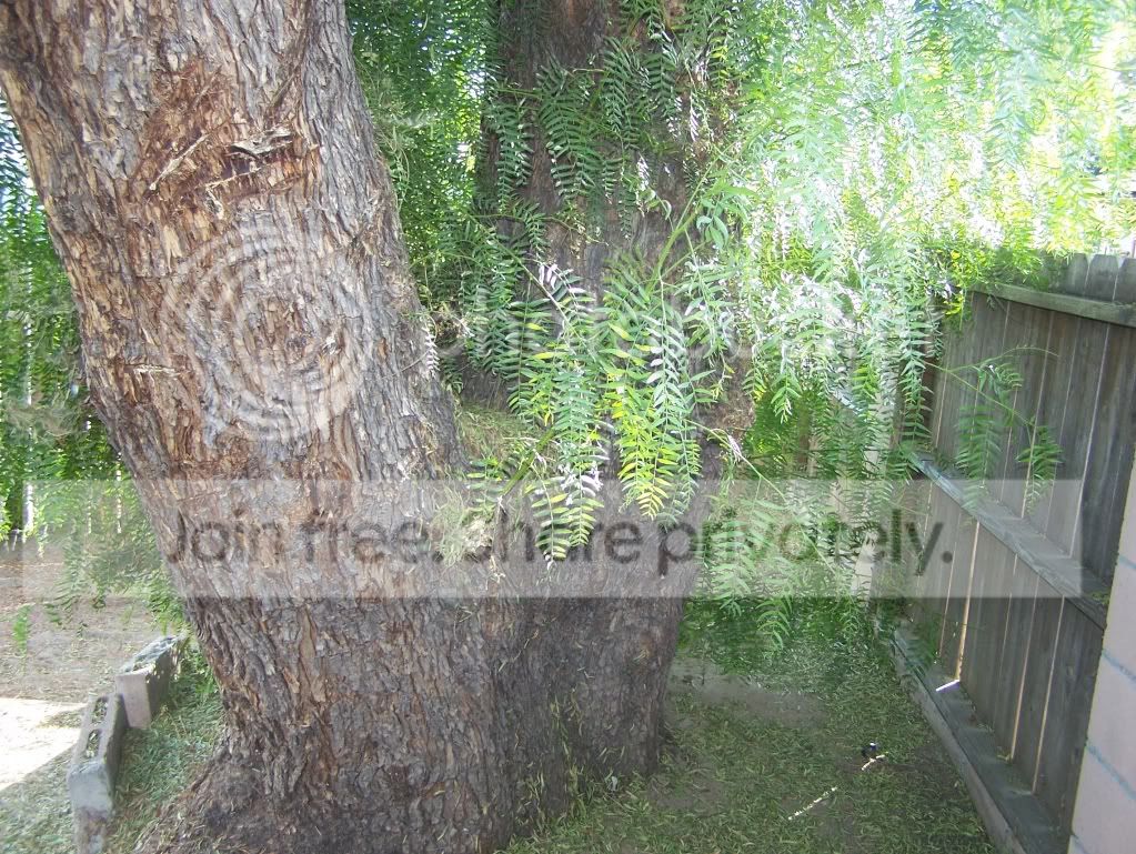 CA. pepper Tree | LumberJocks Woodworking Forum